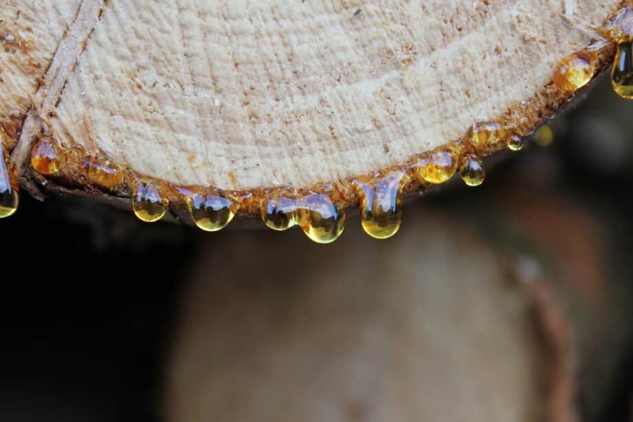 Material Resinoso: Usos, Propiedades y Beneficios que Debes Conocer